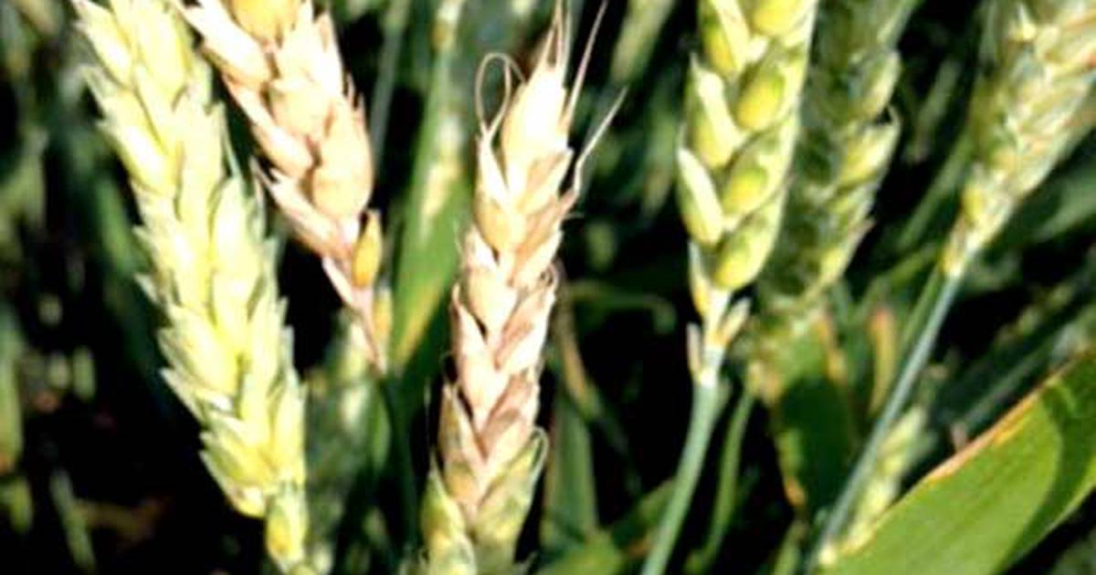 Fungicide application timing critical for managing wheat diseases ...