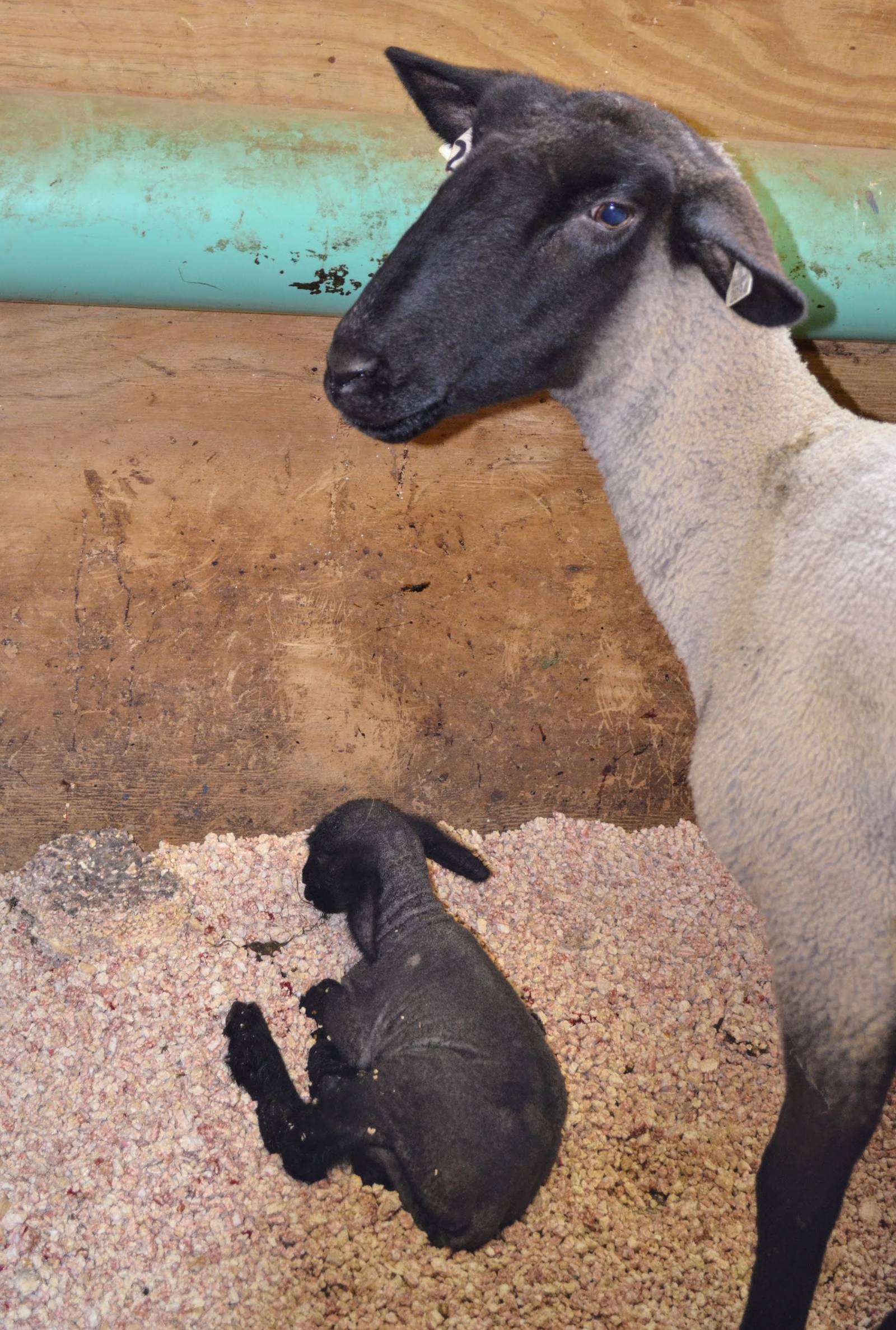 Make a first aid kit for sheep, goats – AgriNews