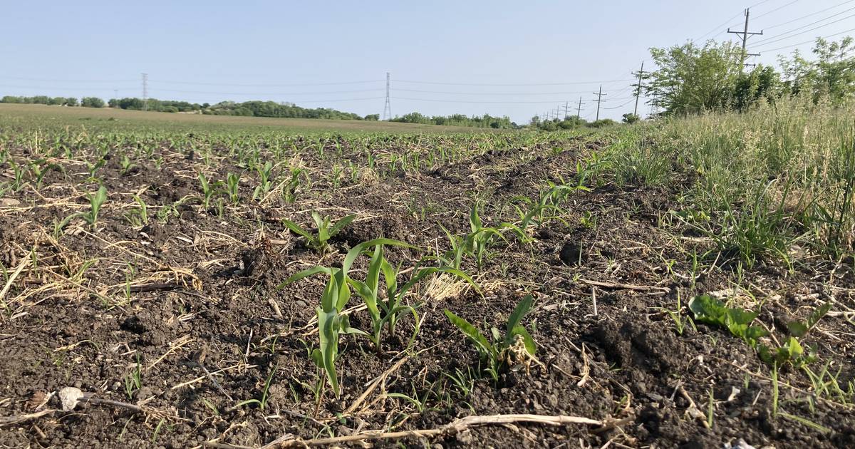 Indiana crop progress for week ending June 1 – AgriNews