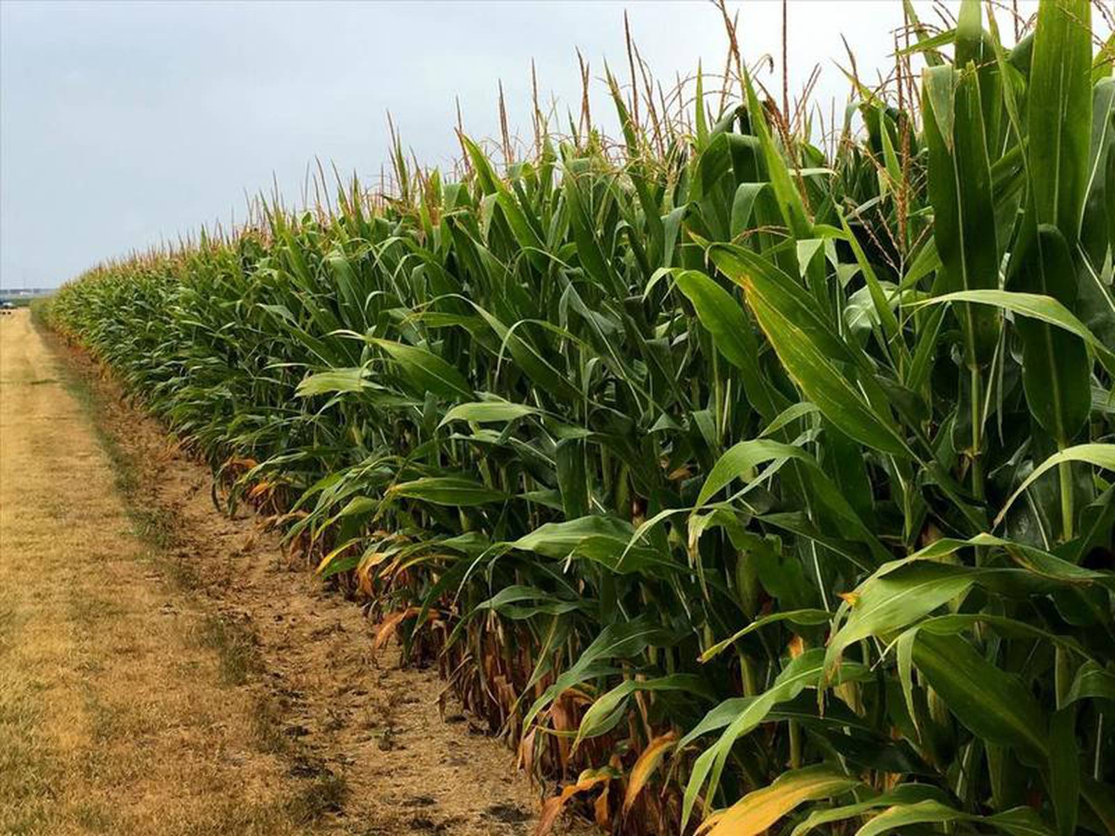 20 years in the making: Rotate corn for better soil health – AgriNews