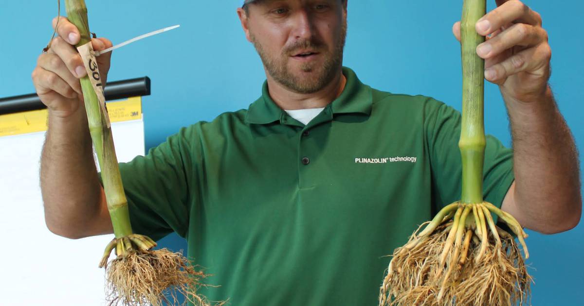 Corn rootworm control: Syngenta to offer insecticide in 2026 – AgriNews