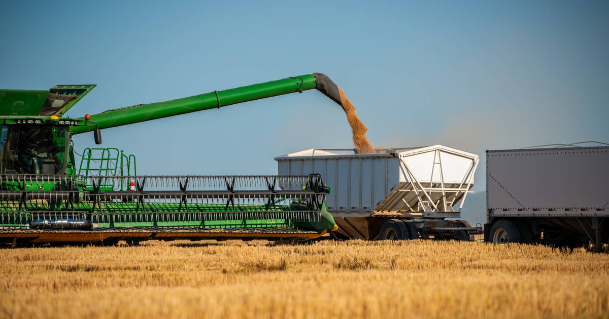 Bushel hike in winter wheat yield estimates – AgriNews