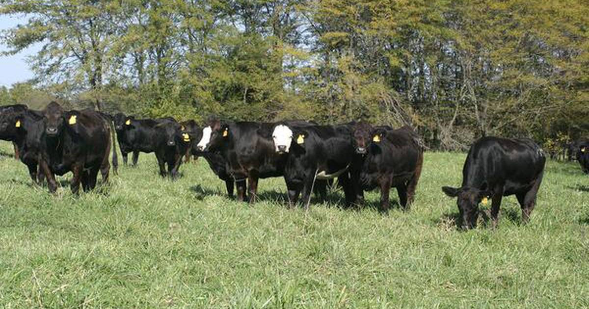 Field day to keep beef cattle producers up on trends for their herds ...