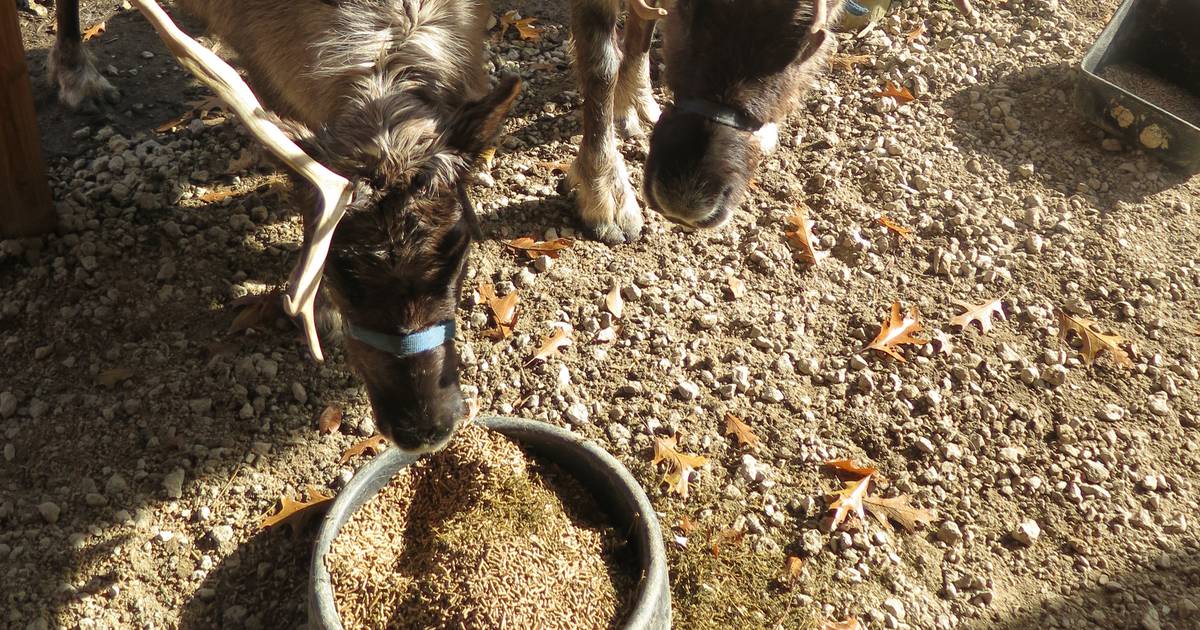 Raising reindeer unique, challenging, fulfilling – AgriNews