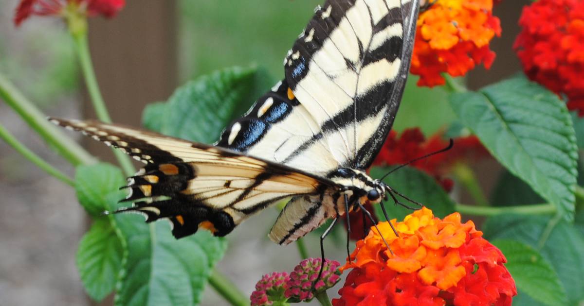 Calendar: Pollinator Celebration – AgriNews