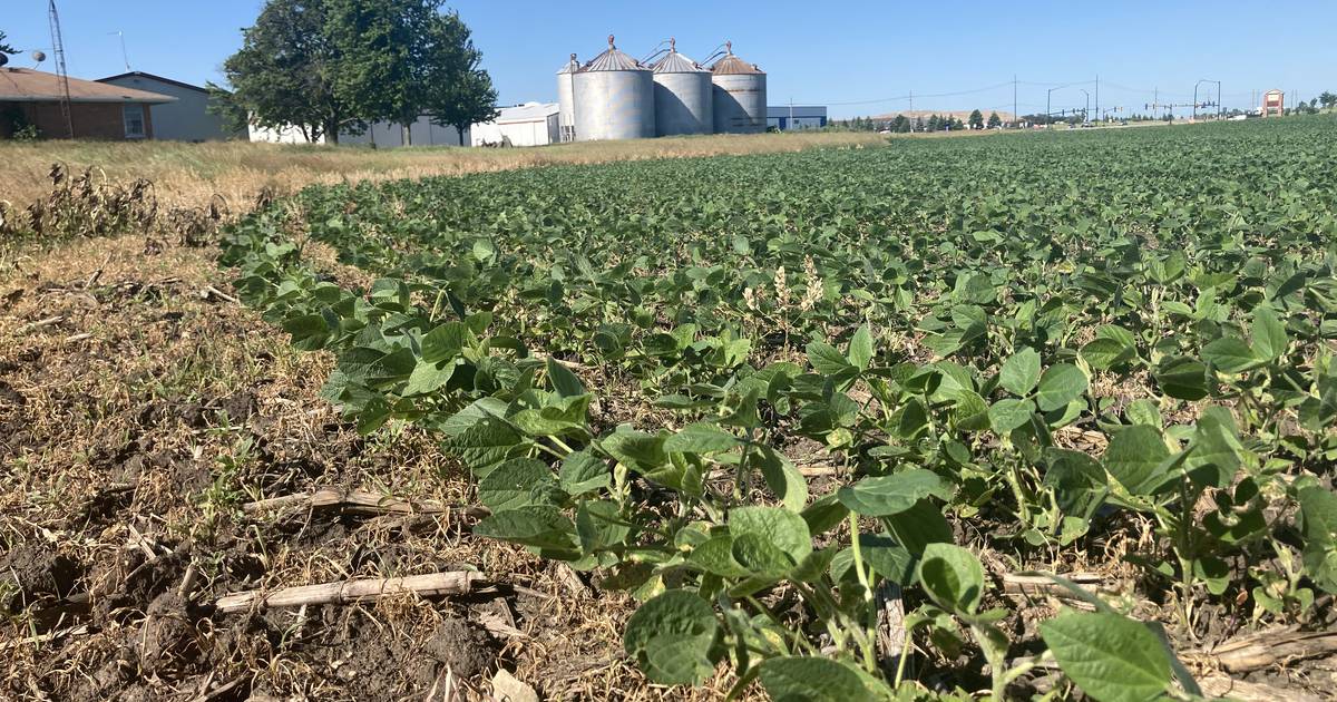 Indiana crop progress – AgriNews