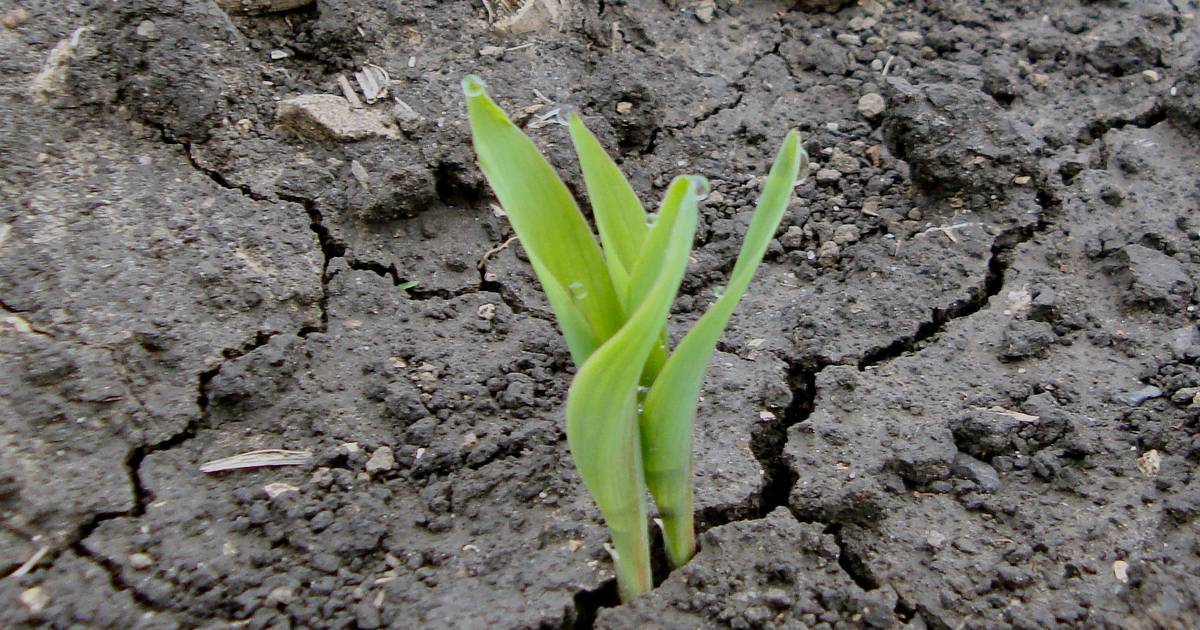 Tips for a successful spring on the farm – AgriNews