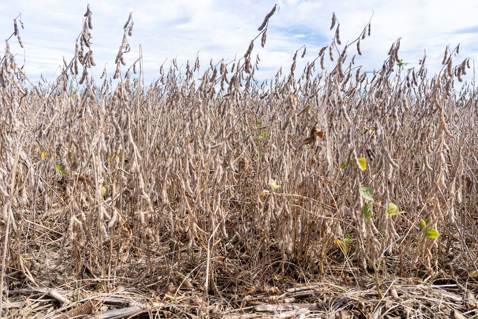 Red crown rot makes way to Indiana fields – AgriNews