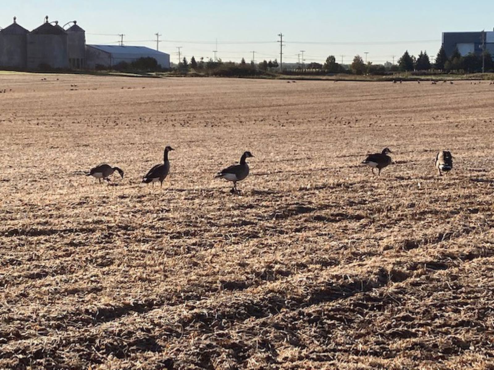 Illinois crop progress – AgriNews