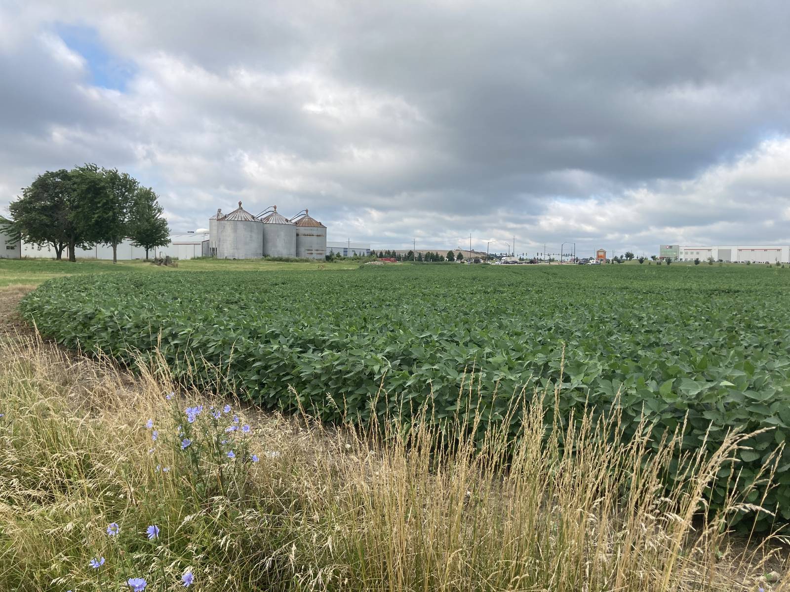 Illinois crop progress – AgriNews