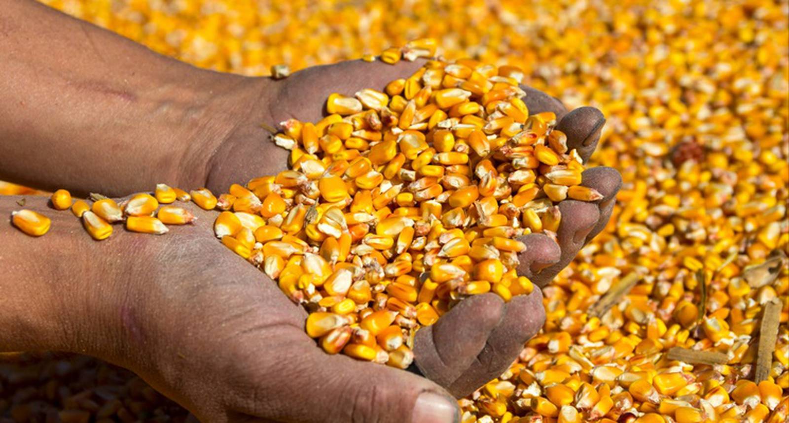 Grain stocks surpass year ago – AgriNews