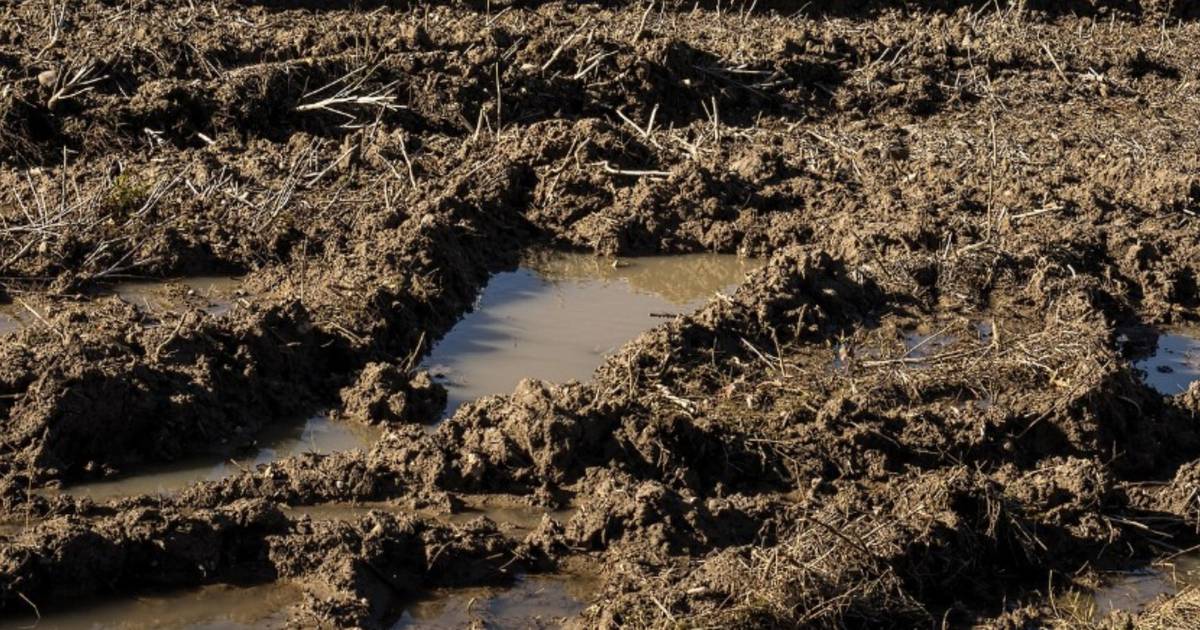 Wet start to March impacts field conditions – AgriNews