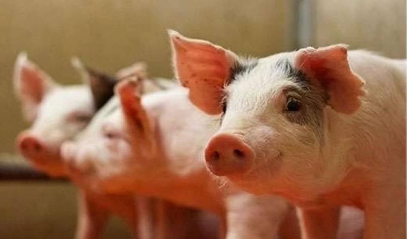 Increased use of probiotics in pig feed – AgriNews