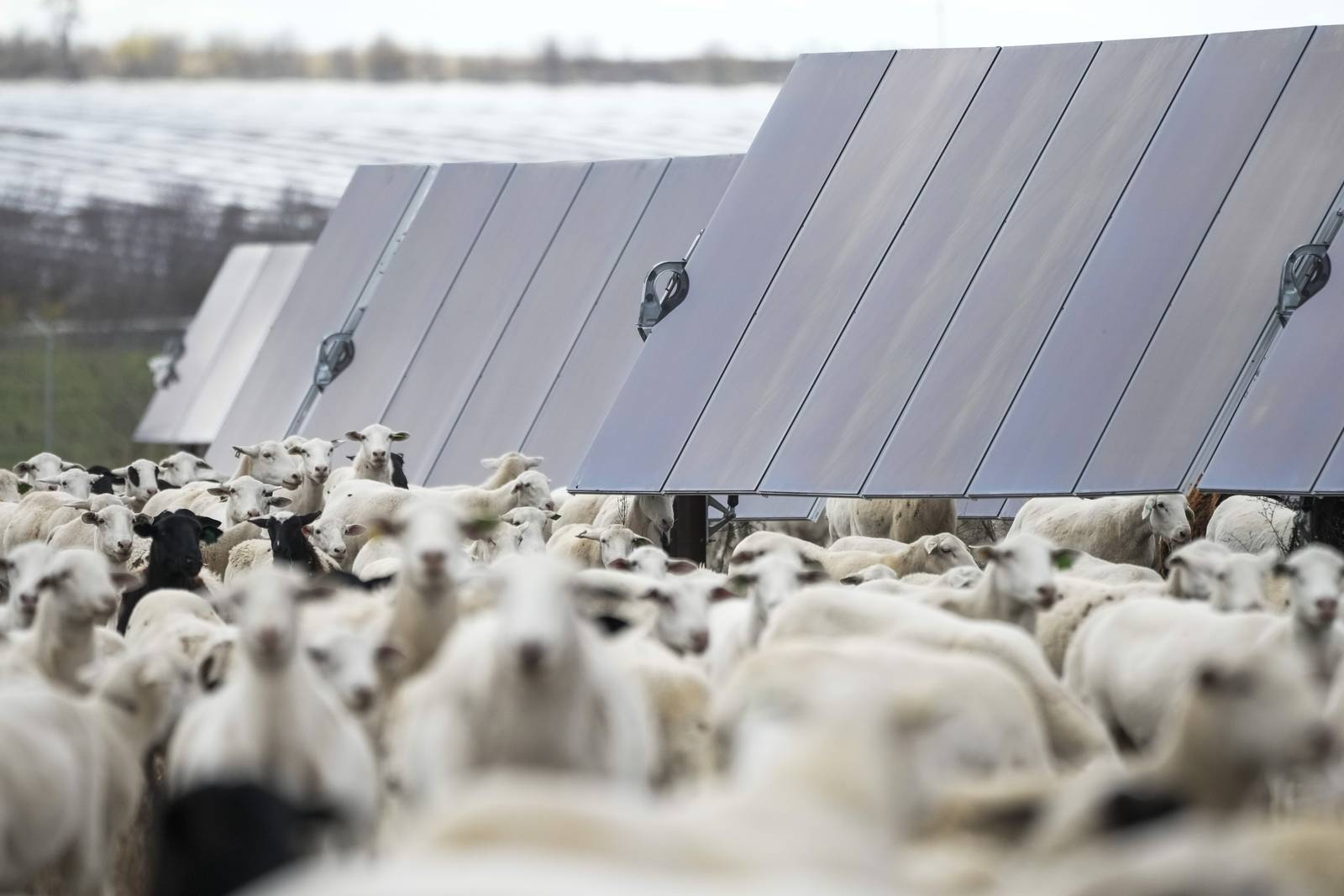 Solar farms are booming in the U.S. and putting thousands of hungry sheep to work – AgriNews