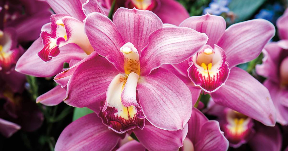 Calendar: Wild orchids in Indiana – AgriNews