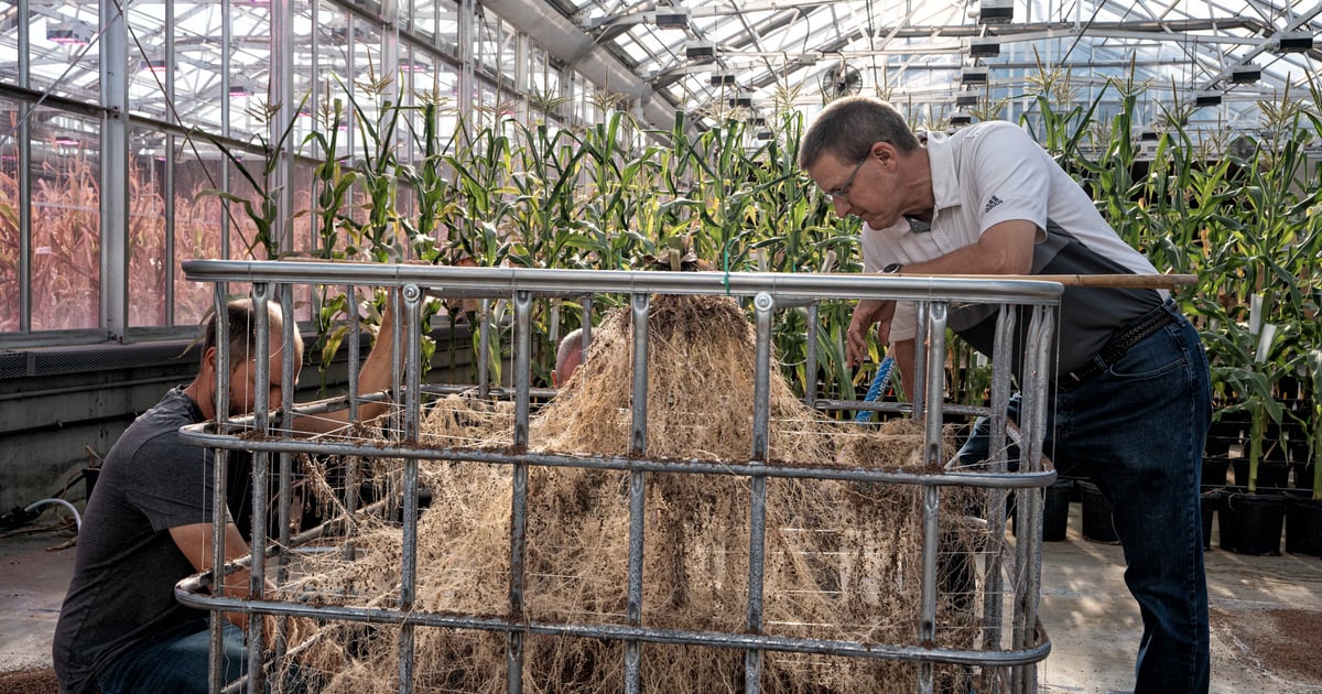 Beck’s announces Root Reveal research – AgriNews