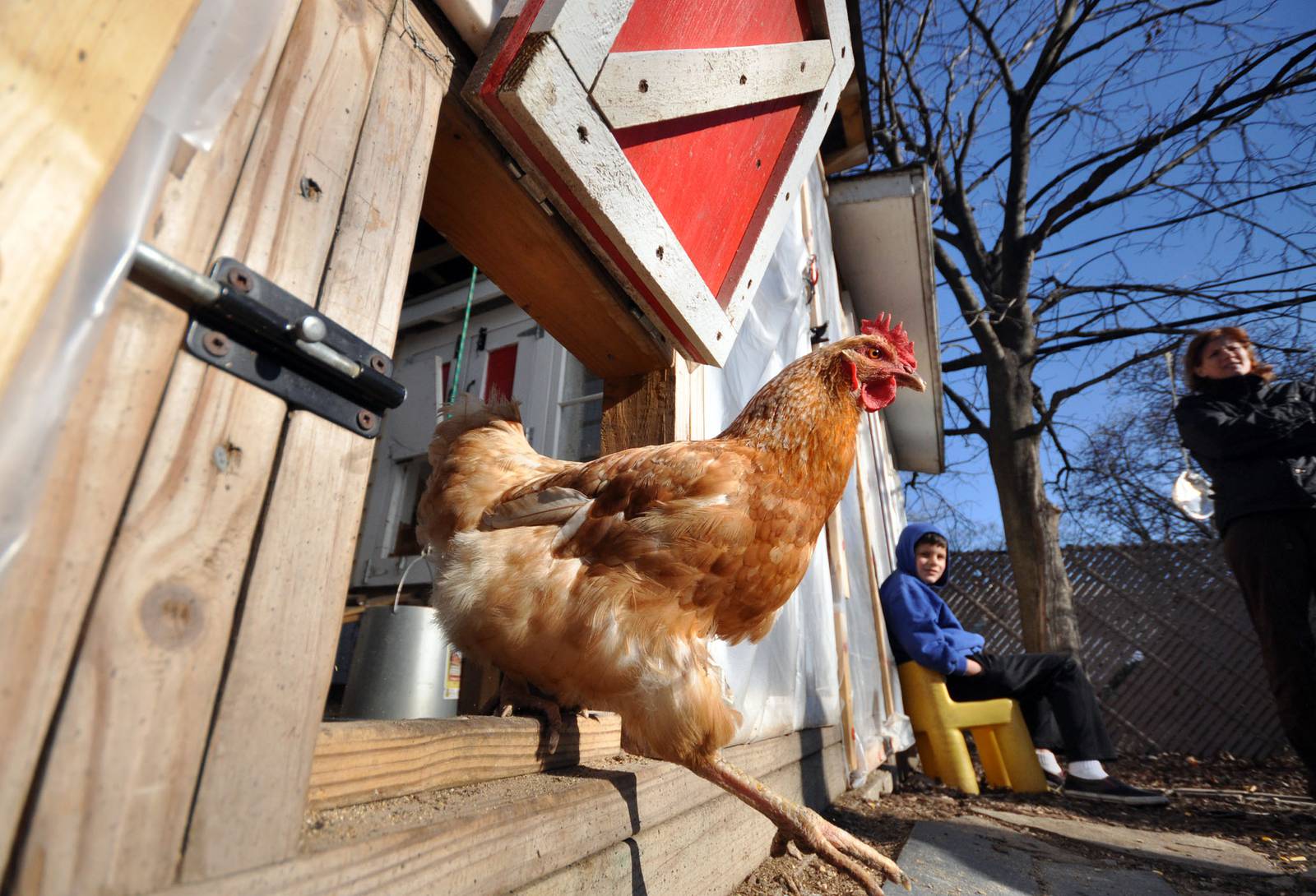 Insulation tips for poultry house – AgriNews