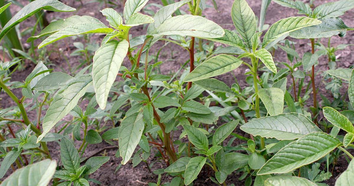 Weed’s wily ways explained in Illinois research – AgriNews