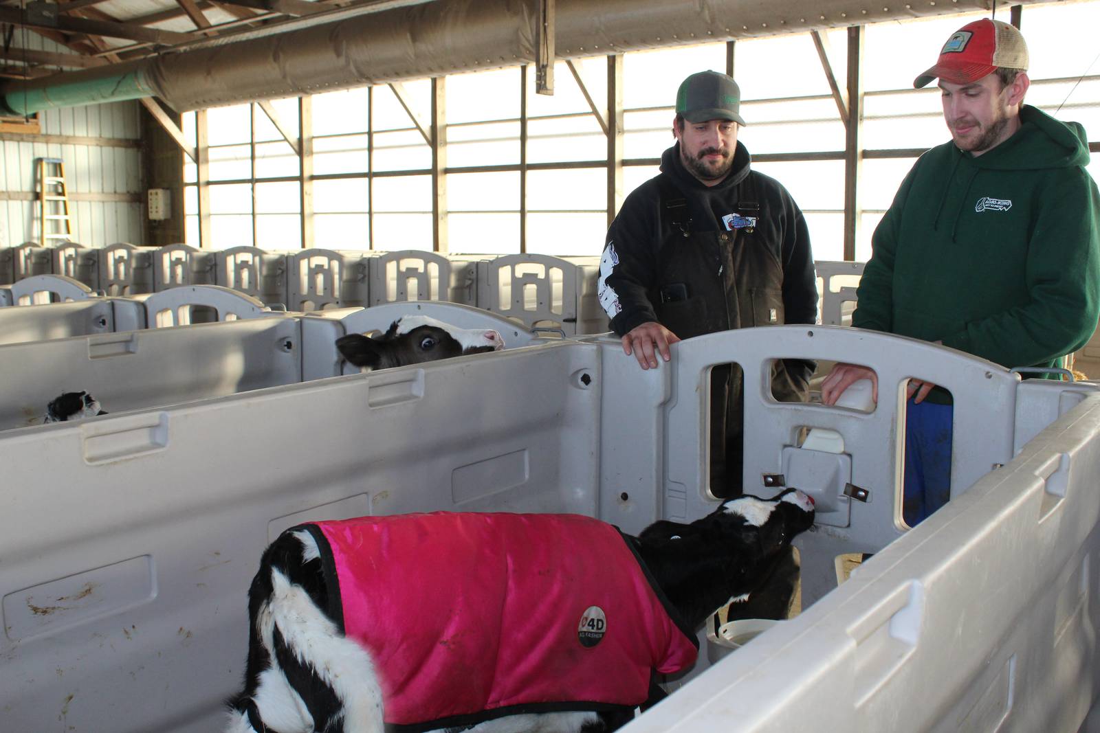 A Year in the Life of a Farmer: Generations of Mitchells farm, milk ...