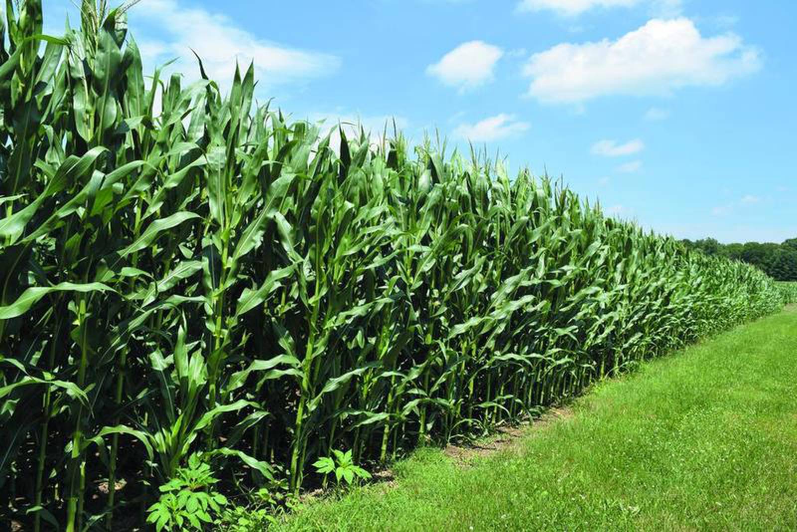 Strong corn yields expected: 188 bushels per acre average expected in ...