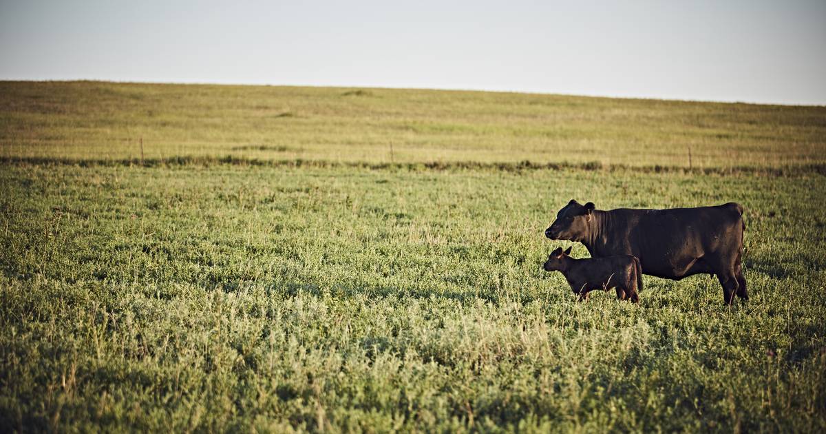 Three keys to quality colostrum for beef calves – AgriNews