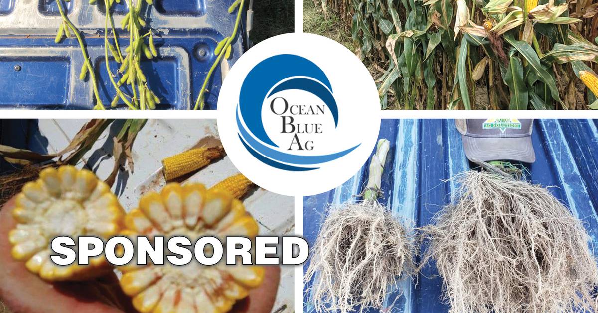 Ocean Blue Ag Delivers Benefits Beyond Yield – AgriNews