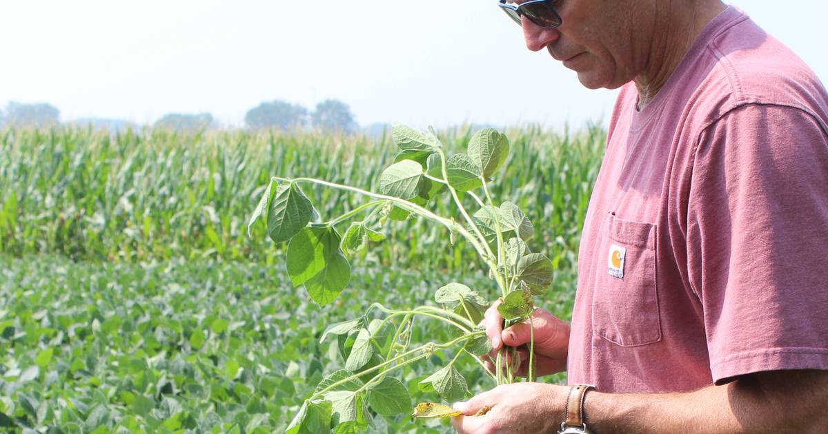Record wheat yields on Kane County farm – AgriNews