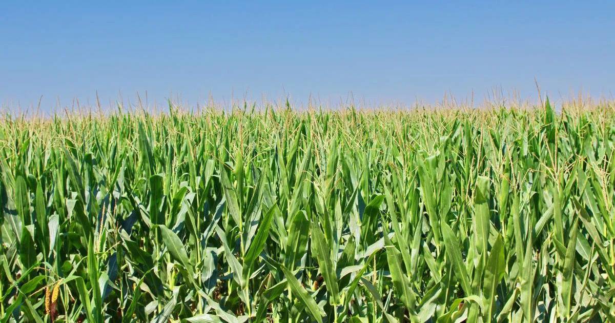 Field vs. sweet corn: It’s a corn-undrum! – AgriNews