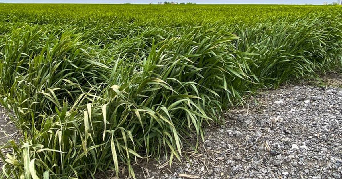 Study sees future yield drop, cover crop efficiency – AgriNews
