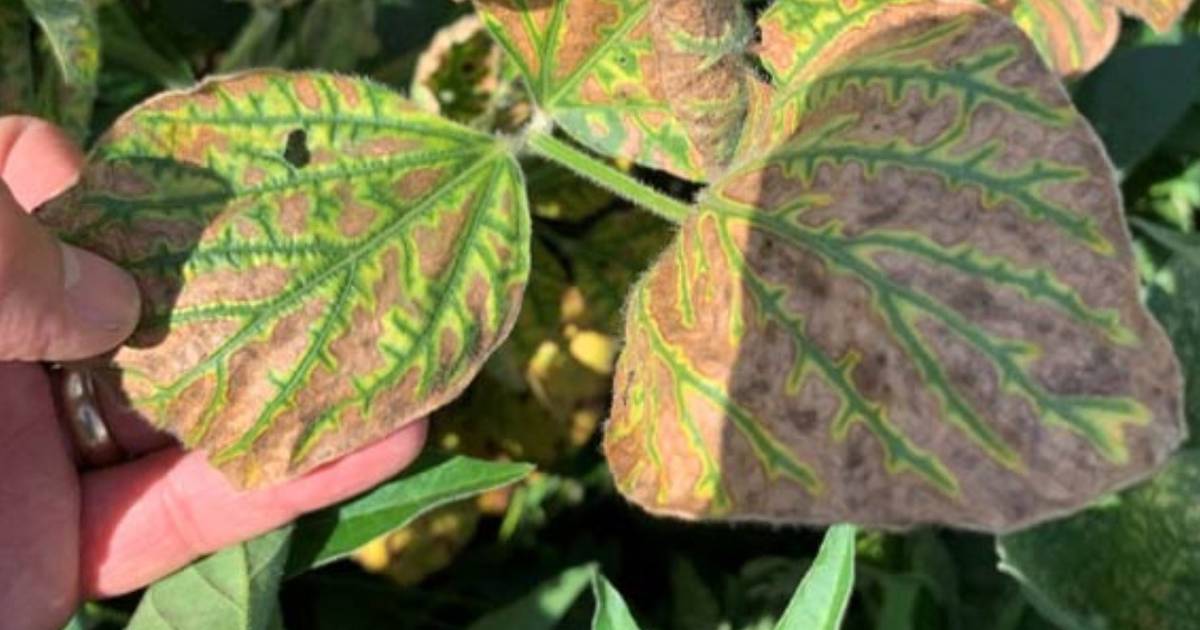 6 ways to combat red crown rot – AgriNews