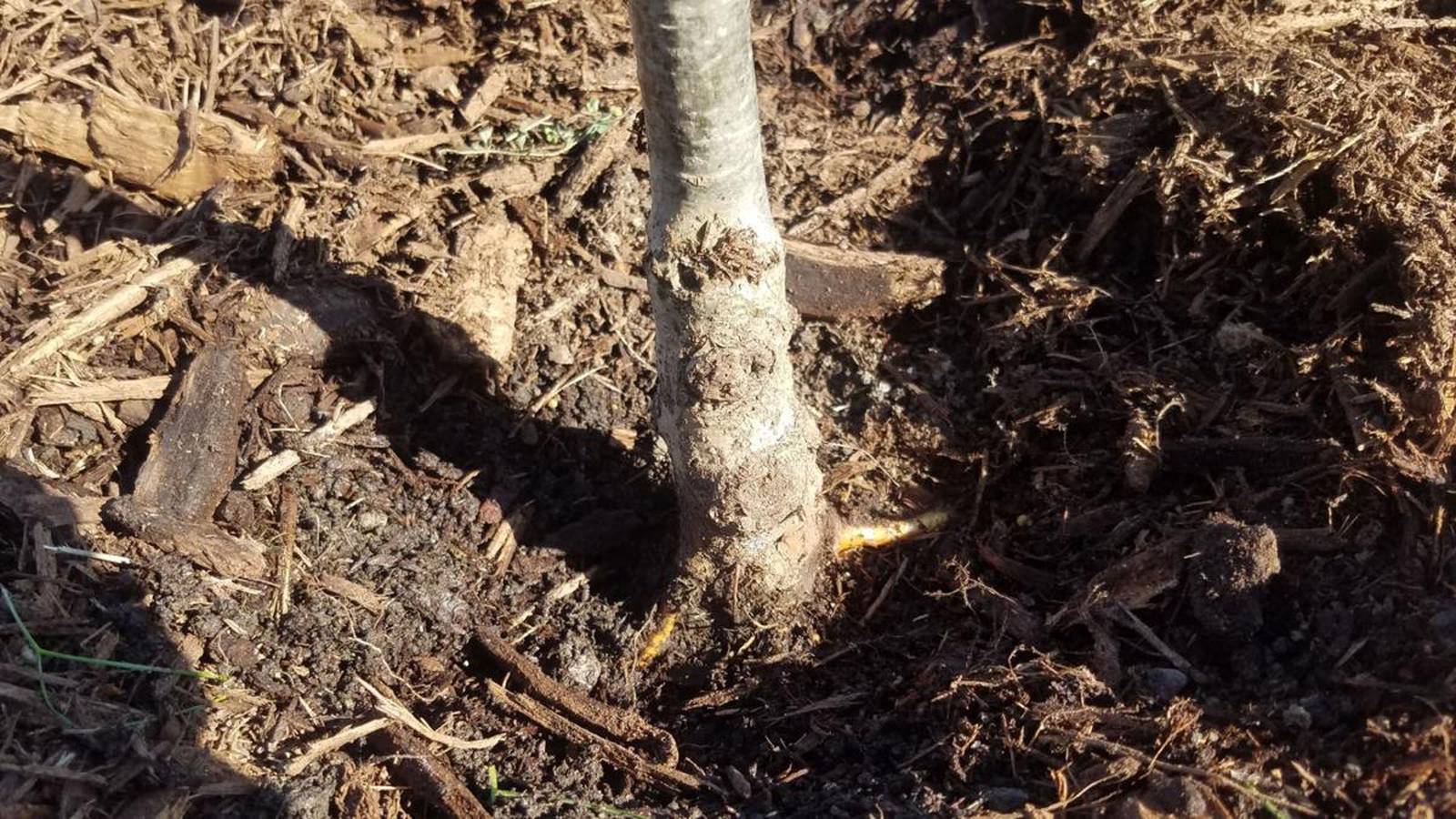 Planting too deep is No. 1 cause of root collar disorder – AgriNews