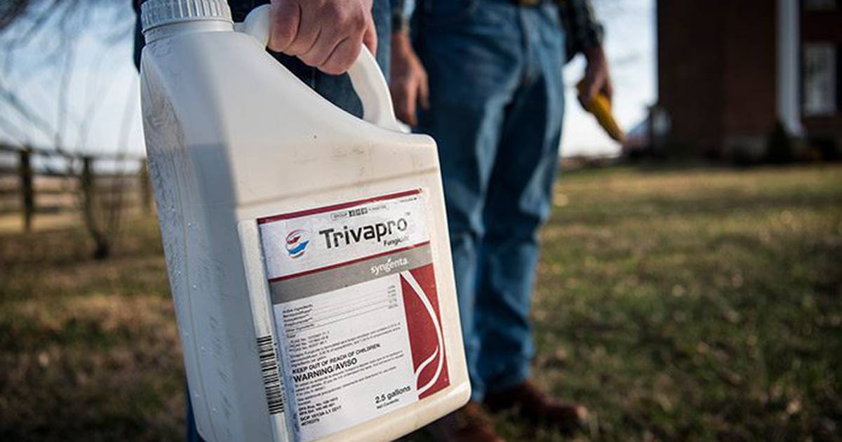 Fungicides offer benefits beyond disease control – AgriNews