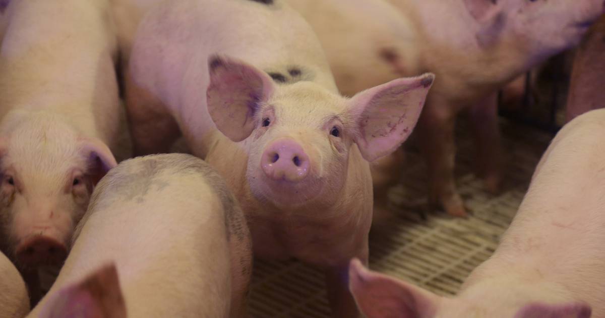 USDA forecasts pork exports, production increases – AgriNews
