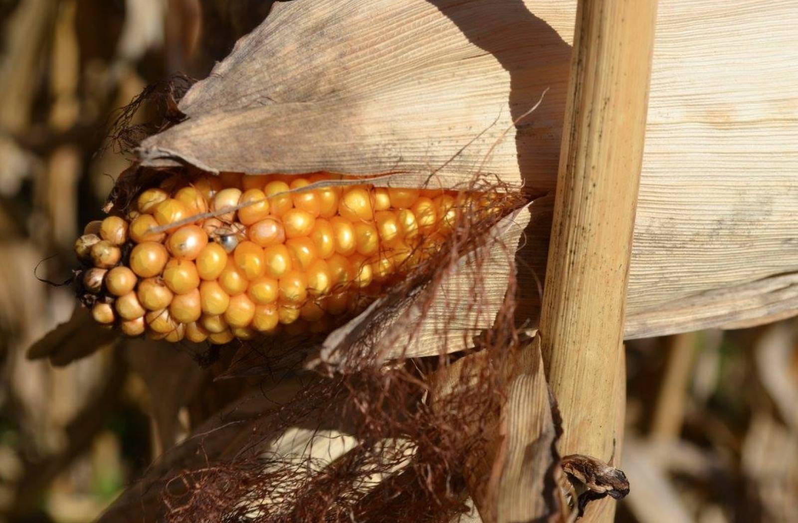 State corn-husking competition returns to Nappanee in October – AgriNews