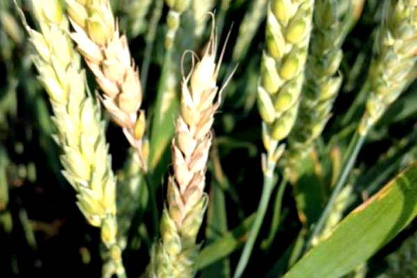 Fungicide application timing critical for managing wheat diseases ...