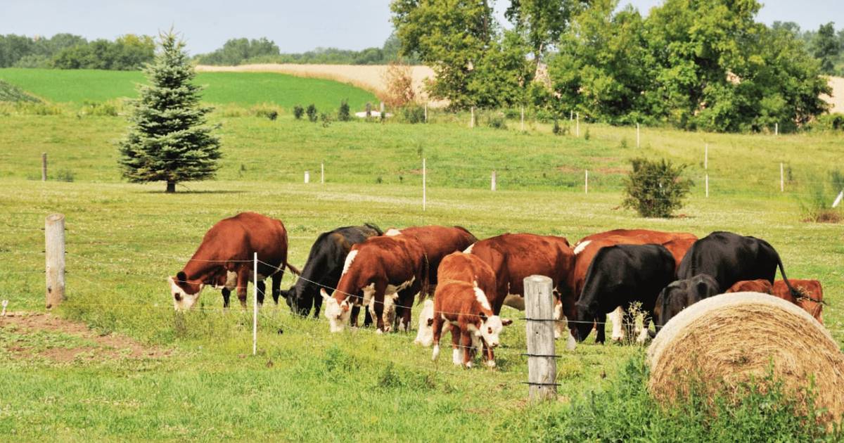 Study highlights connection between grassland birds and grazing land ...