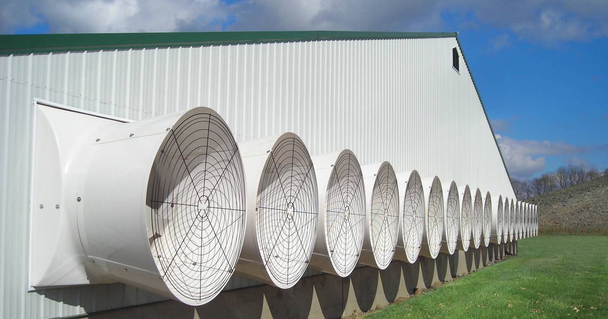 AP offers ventilation video series for swine producers – AgriNews