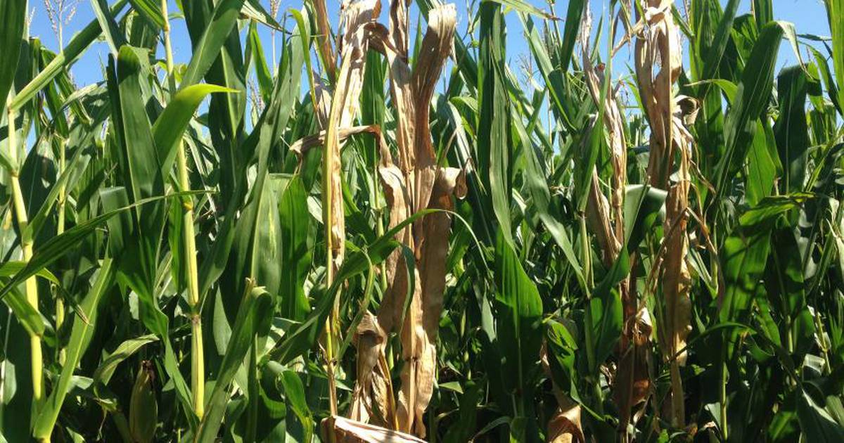 The AgriNews AgriMinute podcast: A scary situation: ‘Ghost plants’ can ...