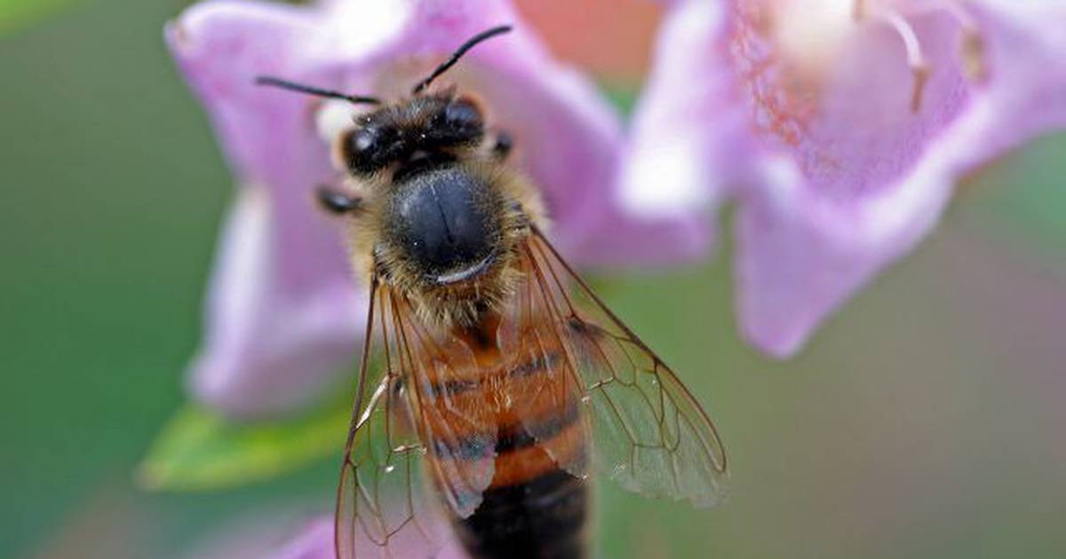 Calendar: Tips for starting a pollinator garden – AgriNews