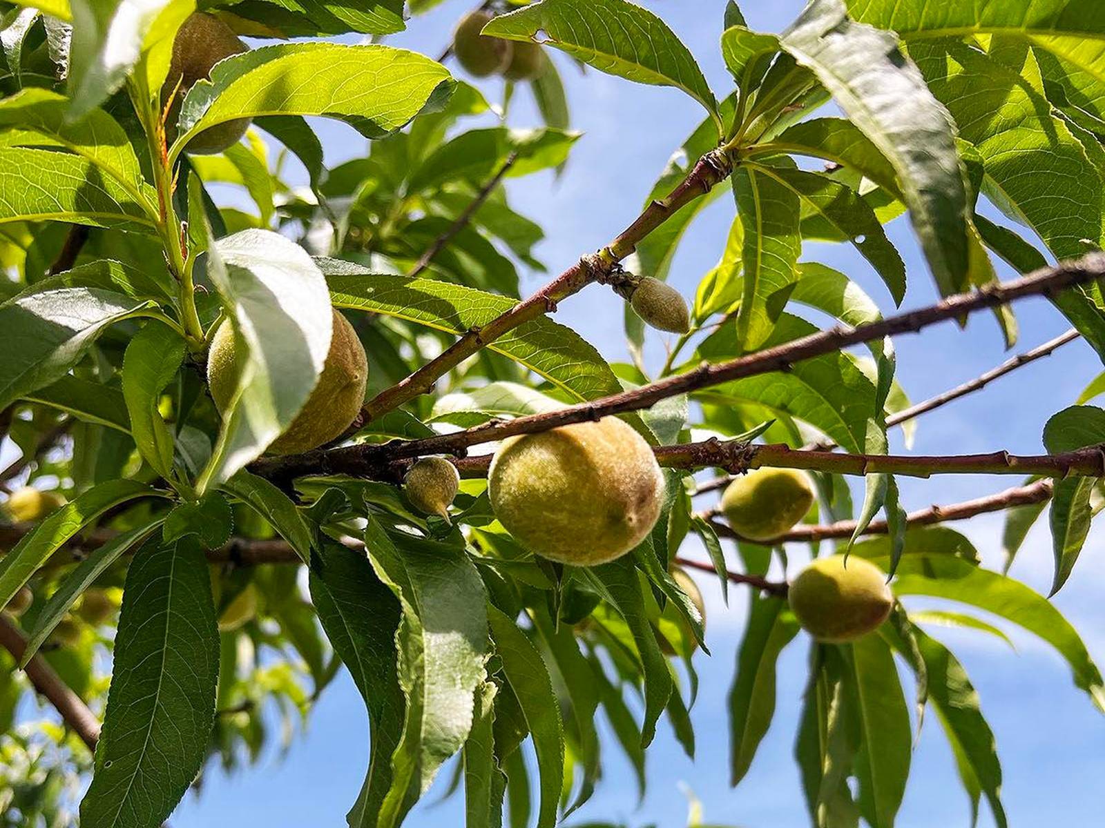 Calendar: Explore peach production at field day – AgriNews