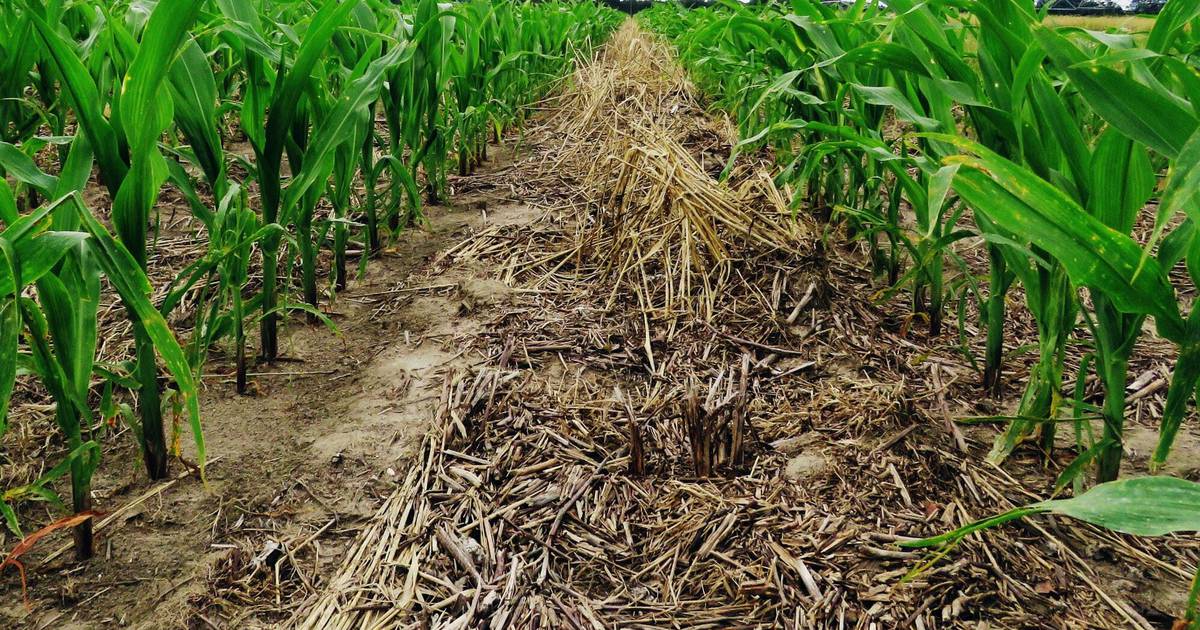 Cover crops provide opportunity for enhanced weed control – AgriNews