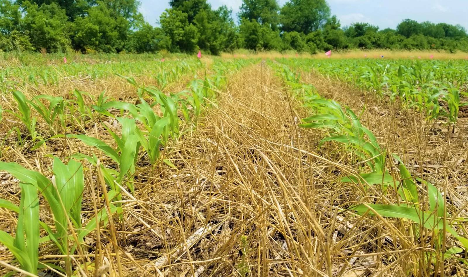 Multiple cover crop varieties advance soil health – AgriNews