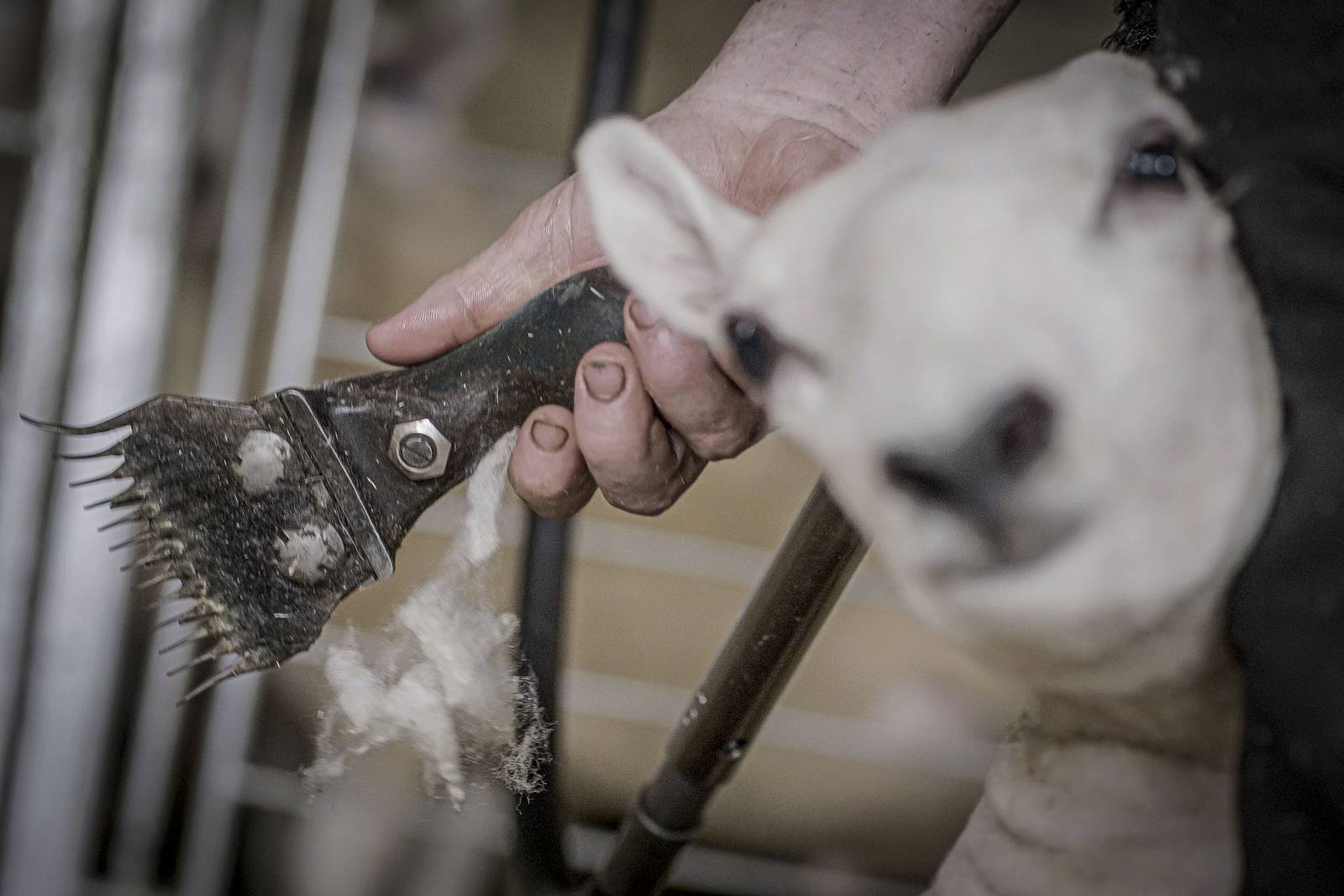 Save the date: Shearing school being held at Purdue – AgriNews