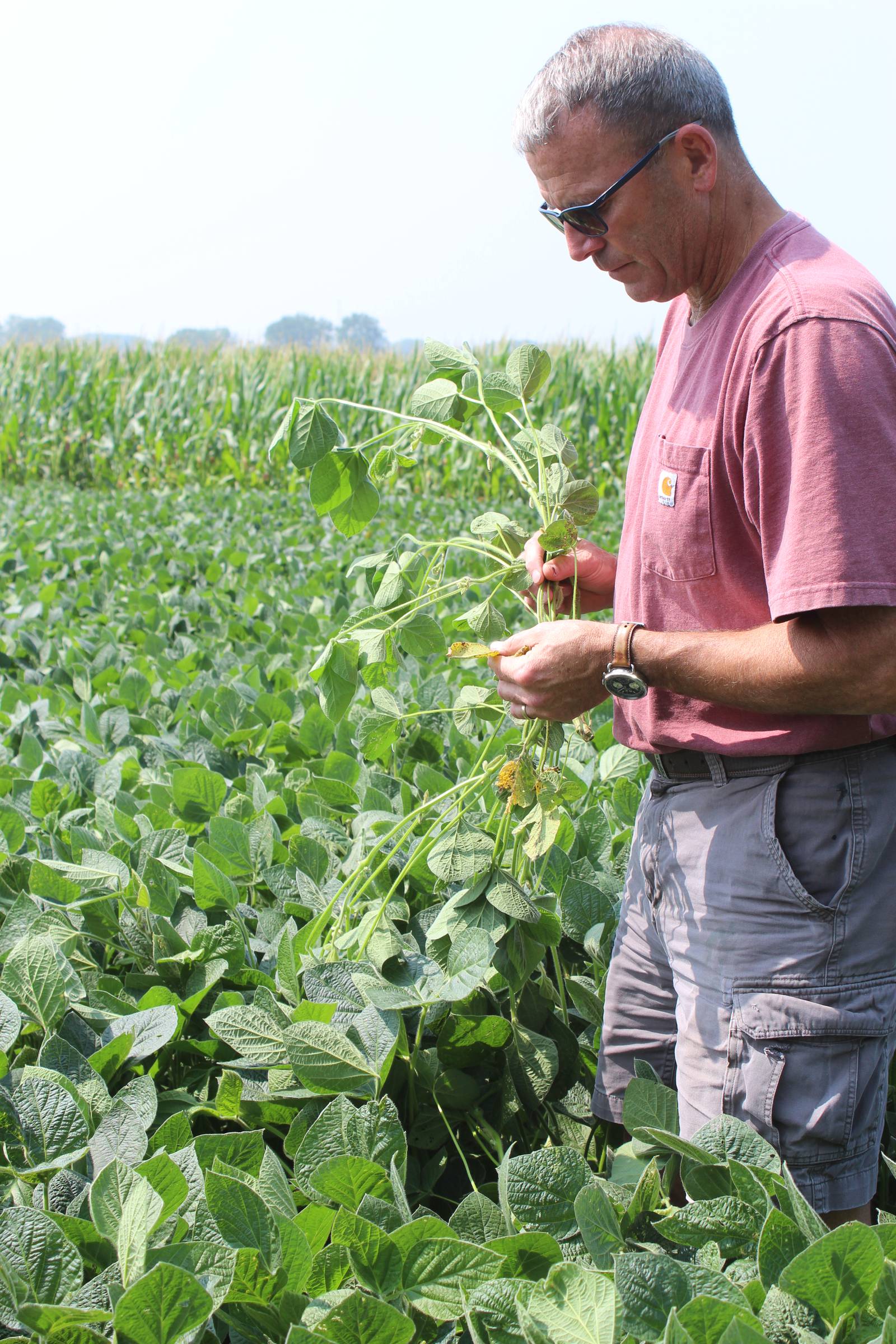 Record wheat yields on Kane County farm – AgriNews