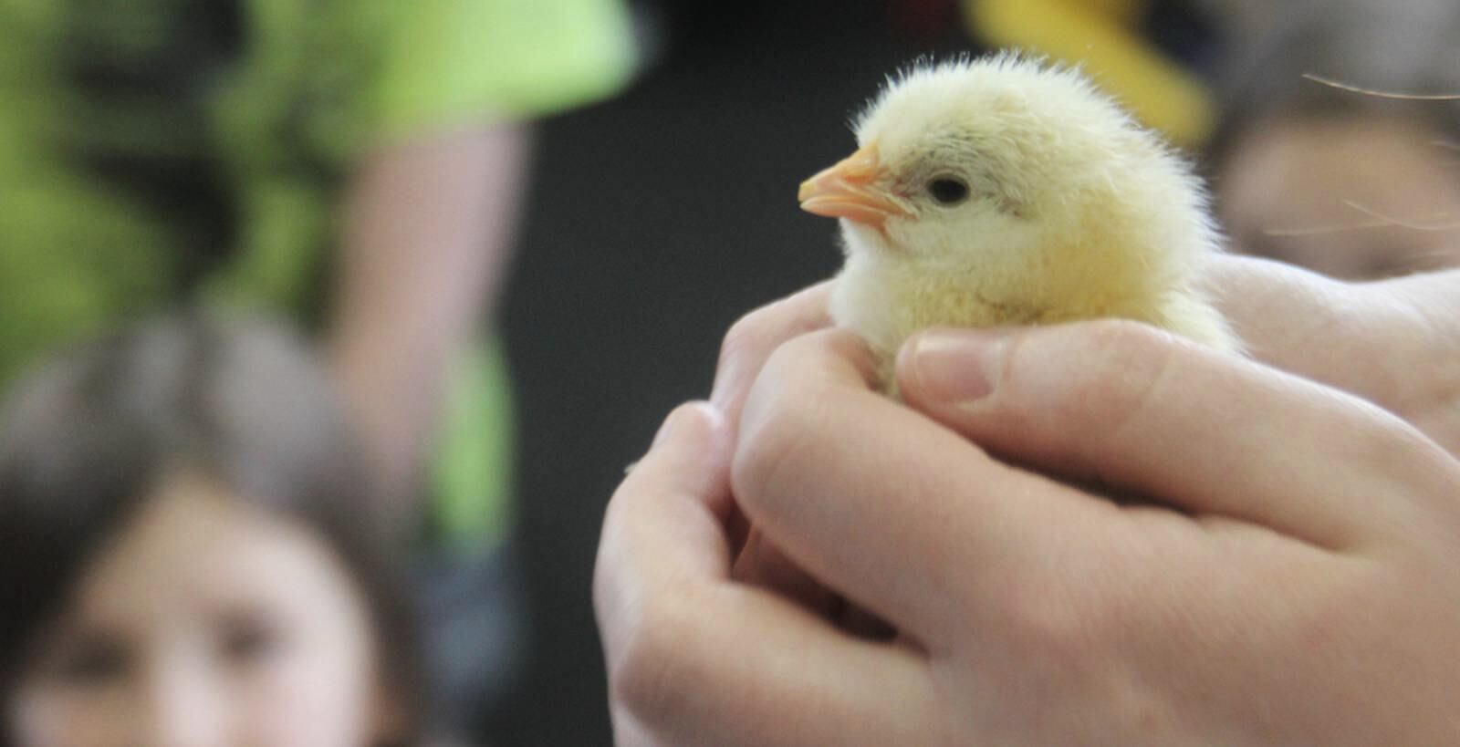 Calendar: Chick It Out registration opens – AgriNews