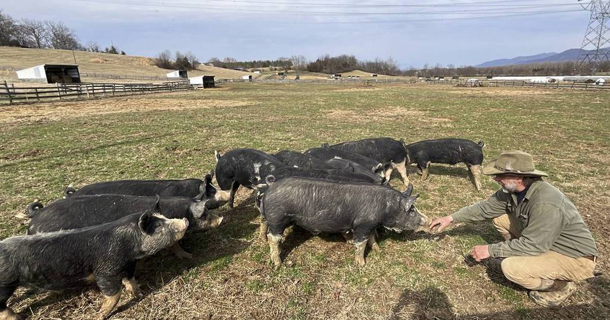 Family-owned pig farm embraces sustainable pork production – AgriNews