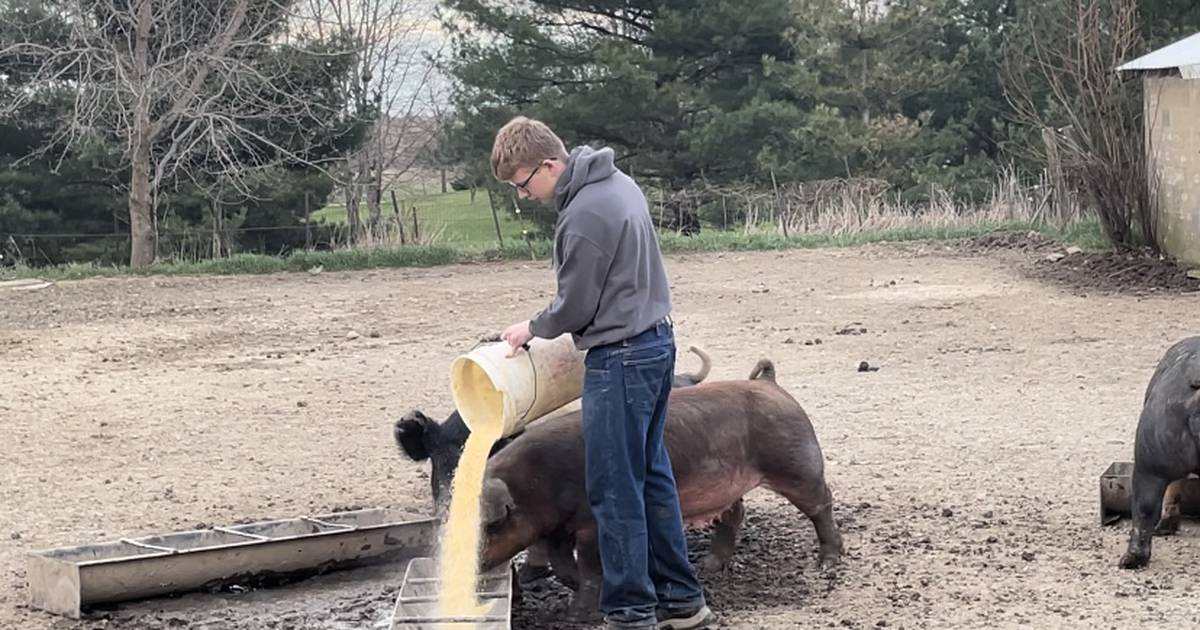 Breeding, showing hog operation results in National FFA award – AgriNews