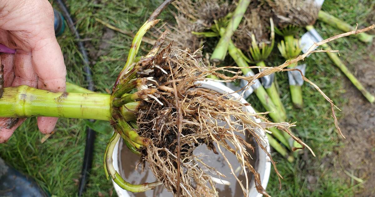 Learn to identify plant and insect issues found in crops – AgriNews