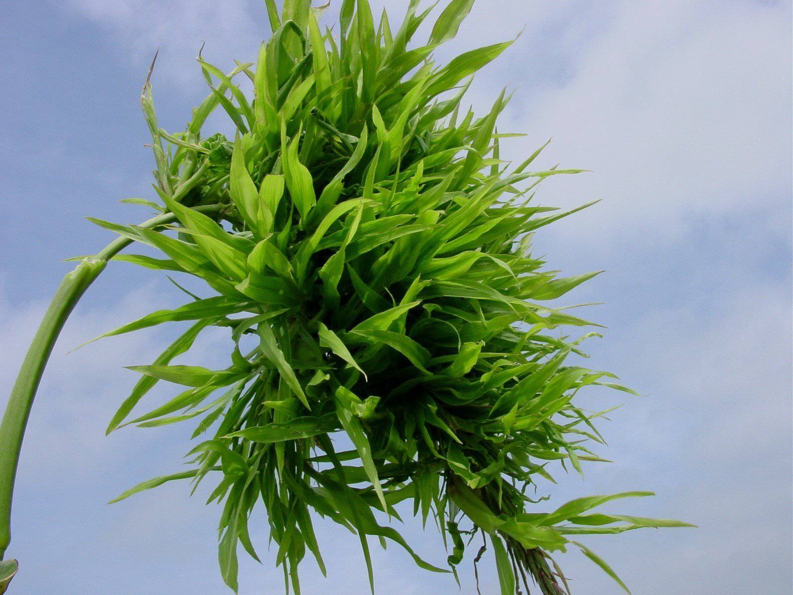 Tips to identify, manage crazy top in corn – AgriNews