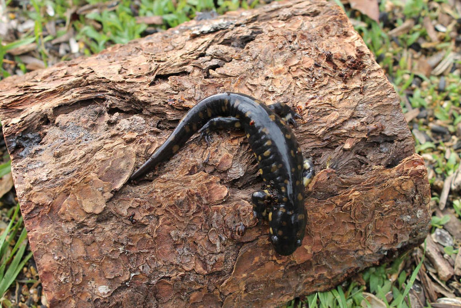 Calendar: Providing woodland habitat for secretive animals – AgriNews